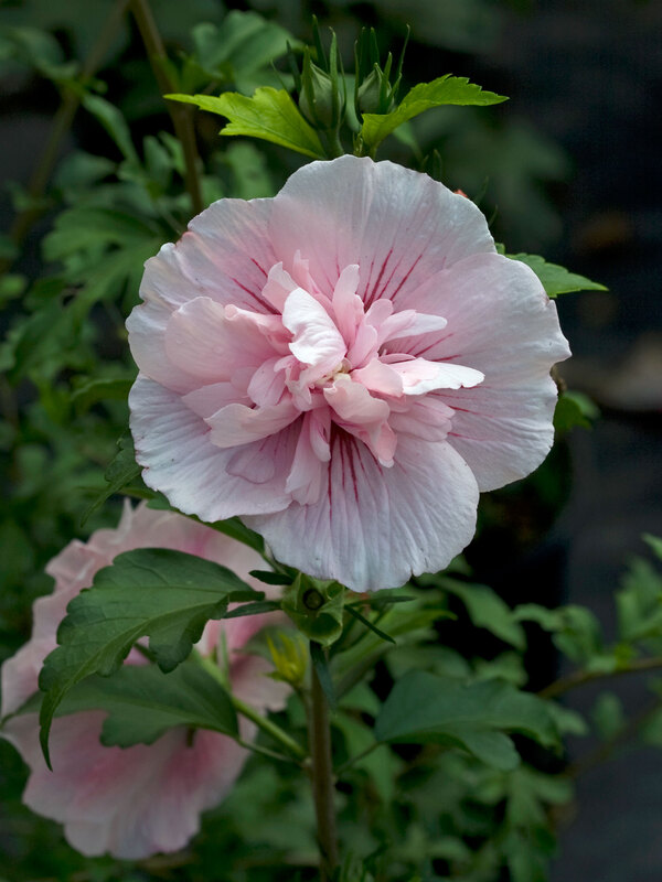 Hibiscus Pink Chiffon | Bluestone Perennials