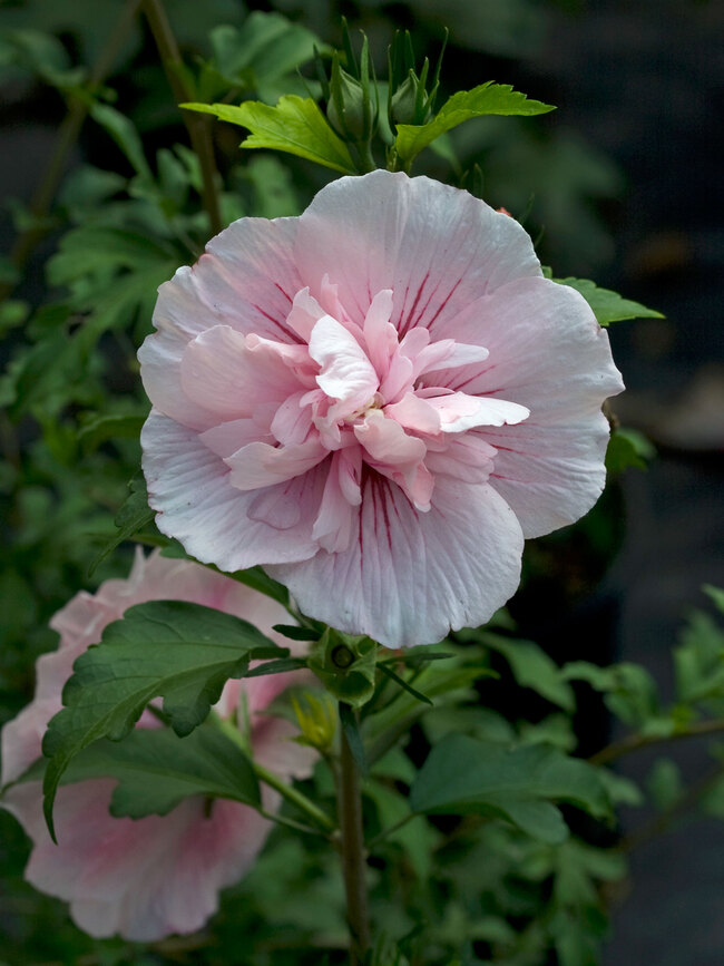 Hibiscus Pink Chiffon | Bluestone Perennials