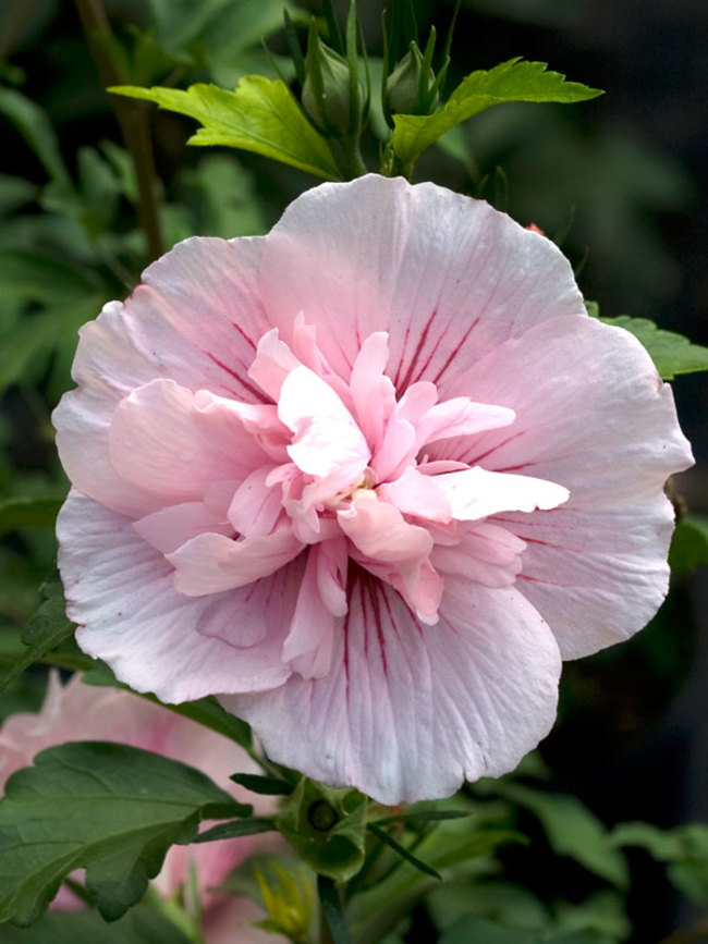 Hibiscus Pink Chiffon® | Bluestone Perennials