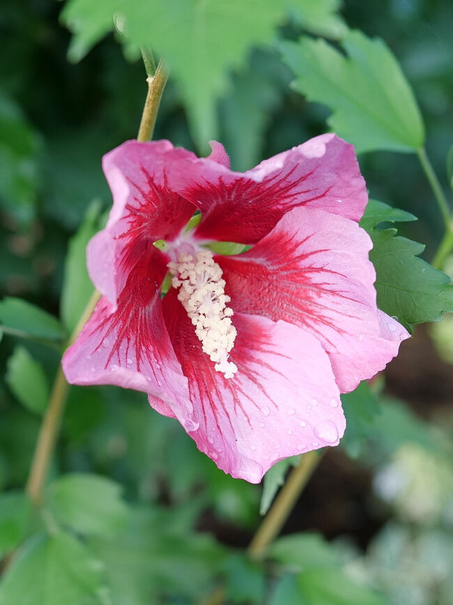 Hibiscus Red Pillar | Bluestone Perennials