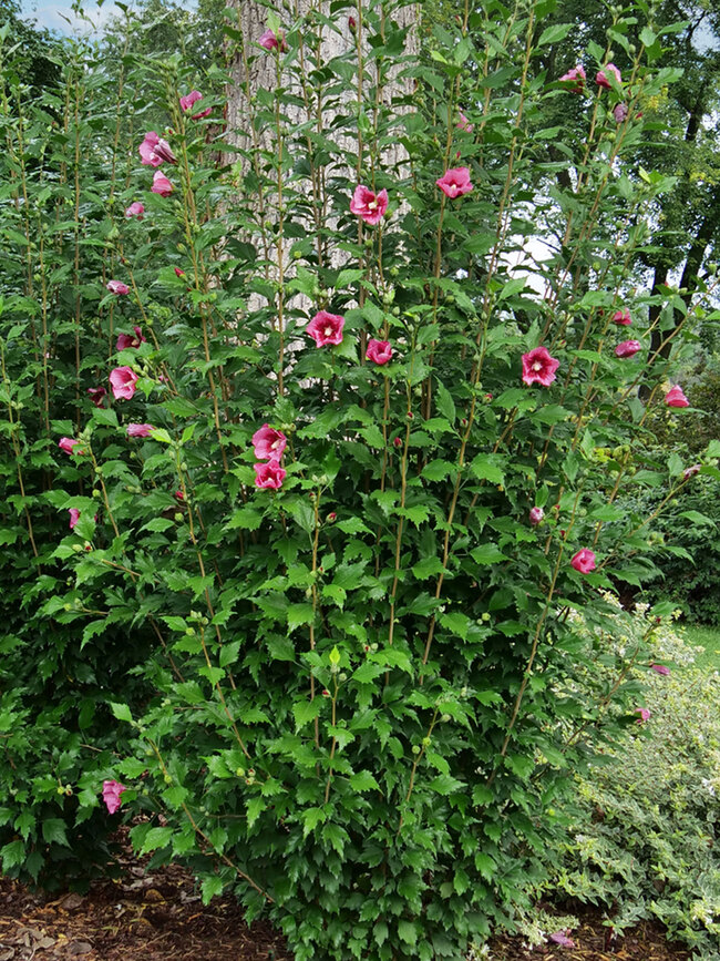 Hibiscus Red Pillar | Bluestone Perennials