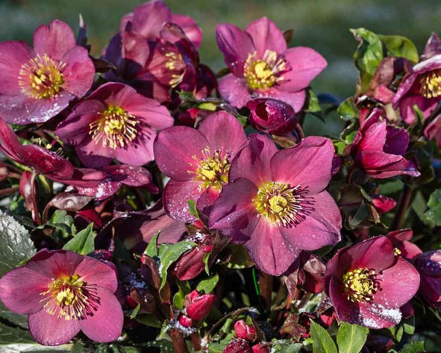 Helleborus Ice N' Roses Red | Bluestone Perennials