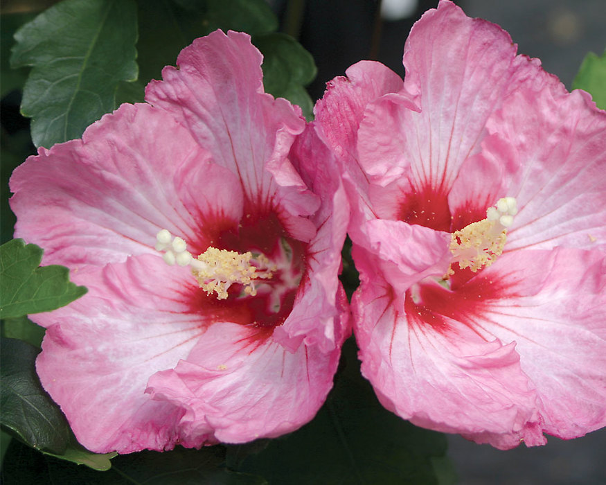 Hibiscus Ruffled Satin | Bluestone Perennials