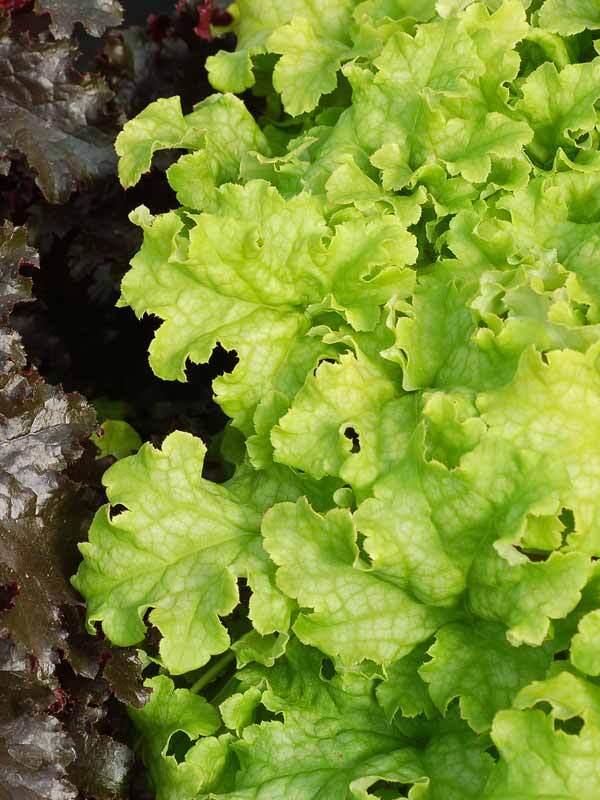 Heuchera Lime Ruffles | Bluestone Perennials