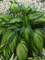 Hosta Angel Falls -- Bluestone Perennials