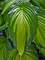 Hosta Angel Falls -- Bluestone Perennials