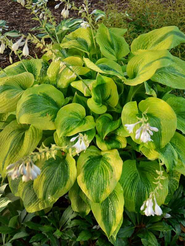 Hosta Afterglow | Bluestone Perennials