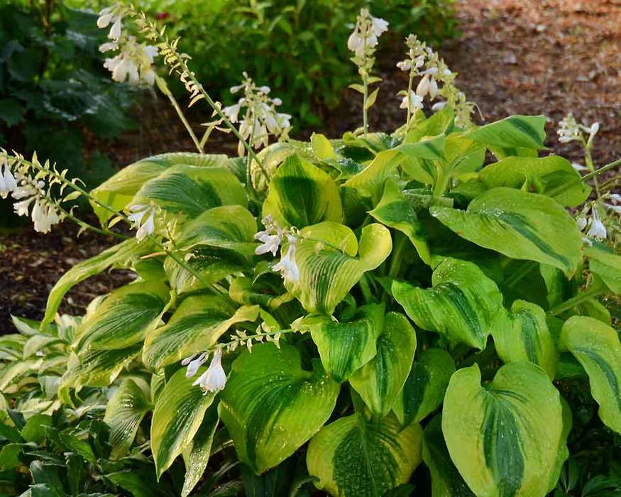 Hosta Afterglow | Bluestone Perennials