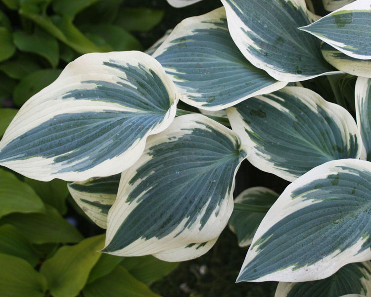 Product Viewer - Hosta Blue Ivory