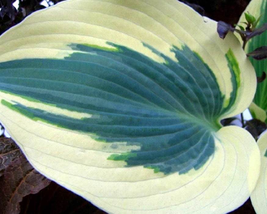 Hosta Blue Ivory | Bluestone Perennials