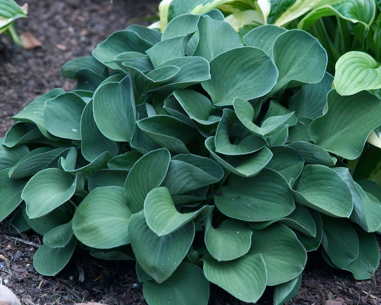 Product Viewer - Hosta Blue Mouse Ears