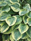 Hosta Cameo -- Bluestone Perennials
