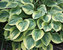 Hosta Cameo -- Bluestone Perennials