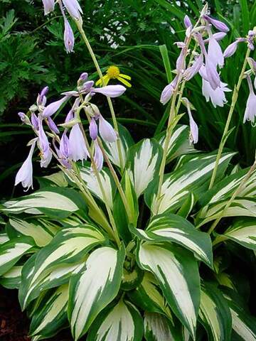 Hosta Christmas Candy | Bluestone Perennials
