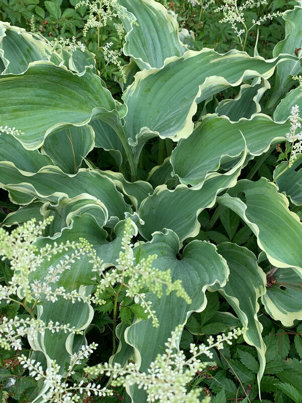 Hosta Dancing in the Moonlight | Bluestone Perennials