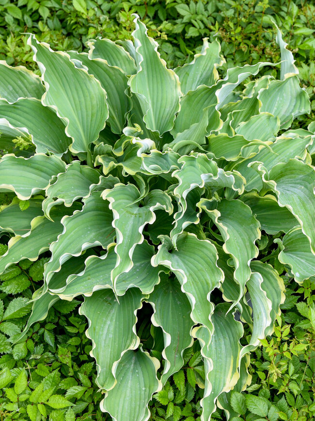 Hosta Dancing in the Moonlight | Bluestone Perennials