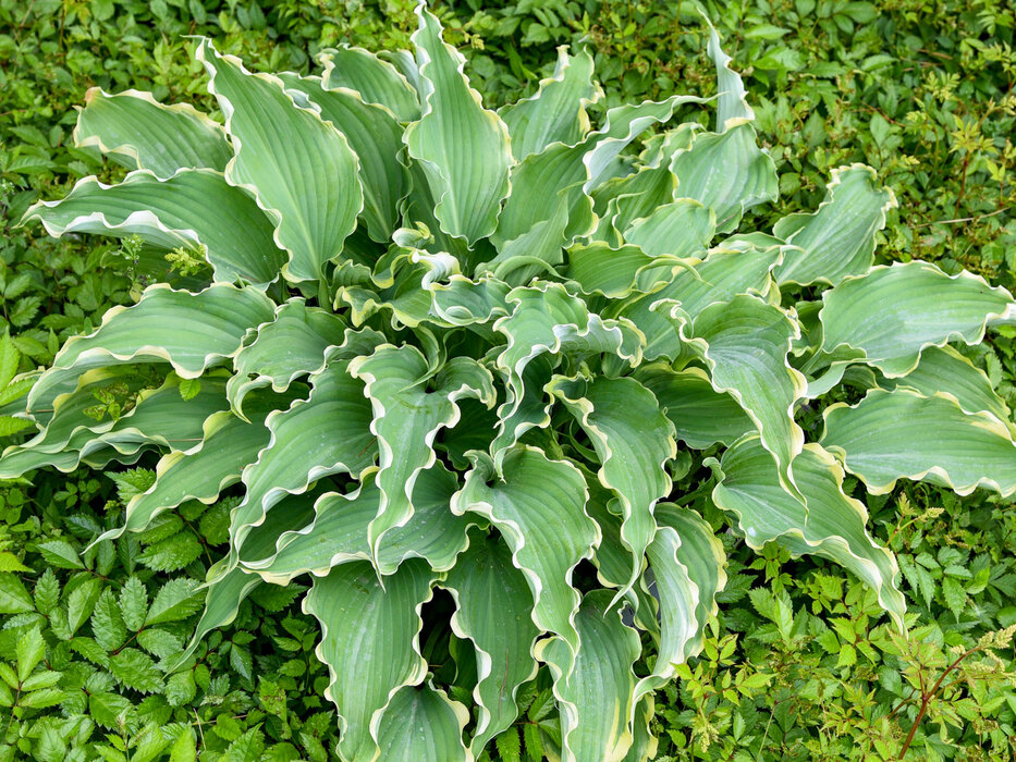 Hosta Dancing in the Moonlight | Bluestone Perennials