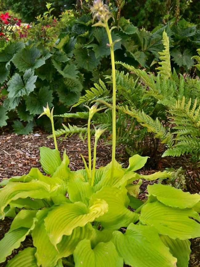 Hosta Dancing Queen | Bluestone Perennials