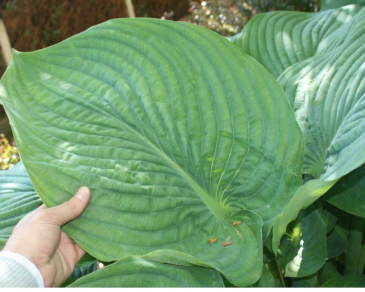 Product Viewer - Hosta Empress Wu