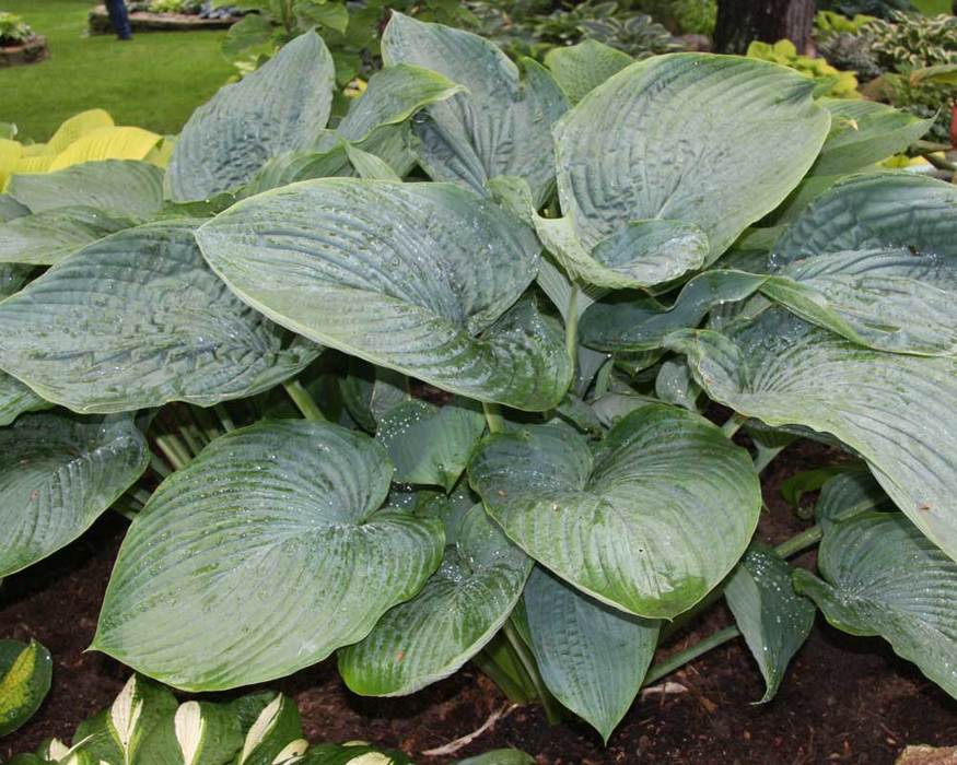 Hosta Empress Wu | Bluestone Perennials