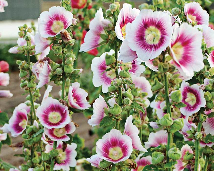 Hollyhock Halo Blush | Bluestone Perennials