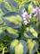 Hosta Heat Wave -- Bluestone Perennials