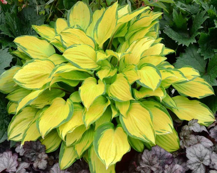 Hosta Island Breeze | Bluestone Perennials