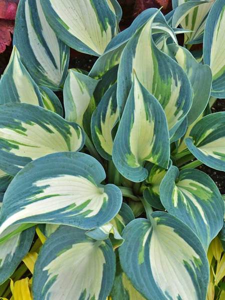 Product Viewer - Hosta Ivory Queen