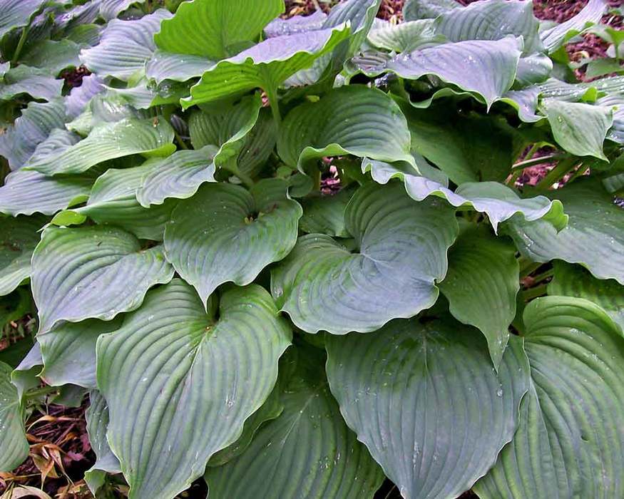 Hosta Komodo Dragon | Bluestone Perennials