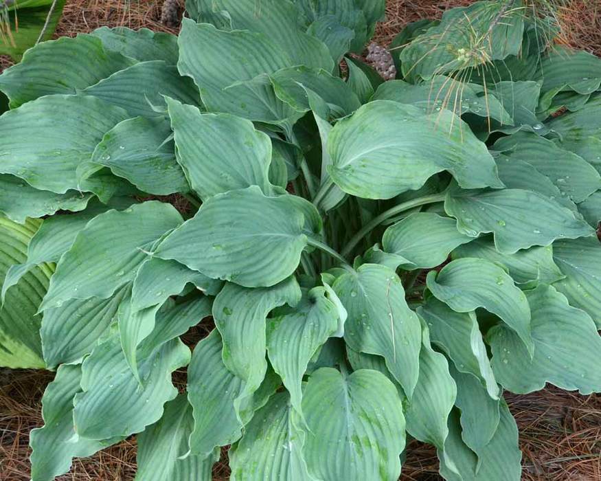 Hosta Komodo Dragon | Bluestone Perennials