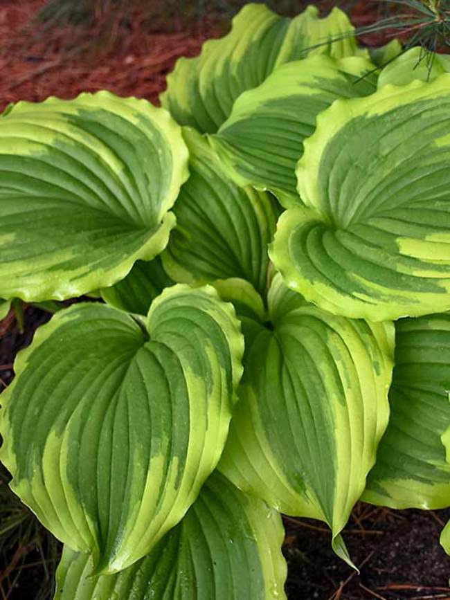 Hosta One Last Dance | Bluestone Perennials