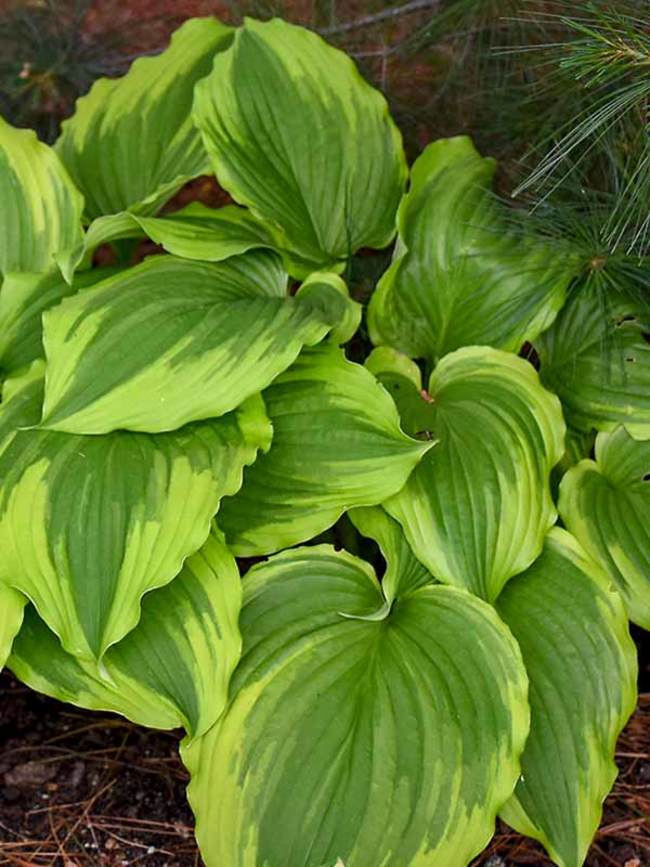 Hosta One Last Dance | Bluestone Perennials