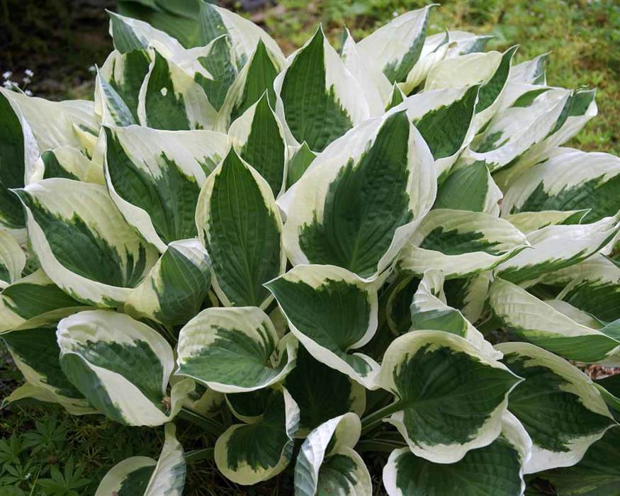 Hosta Minuteman | Bluestone Perennials