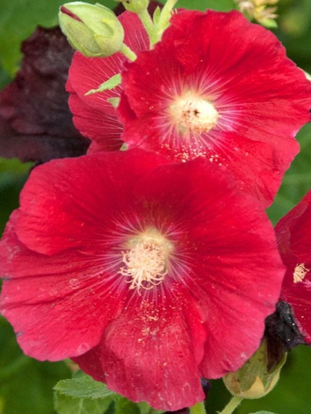 Product Viewer - Hollyhock Mars Magic