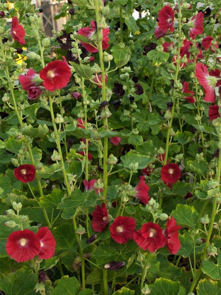 Product Viewer - Hollyhock Mars Magic