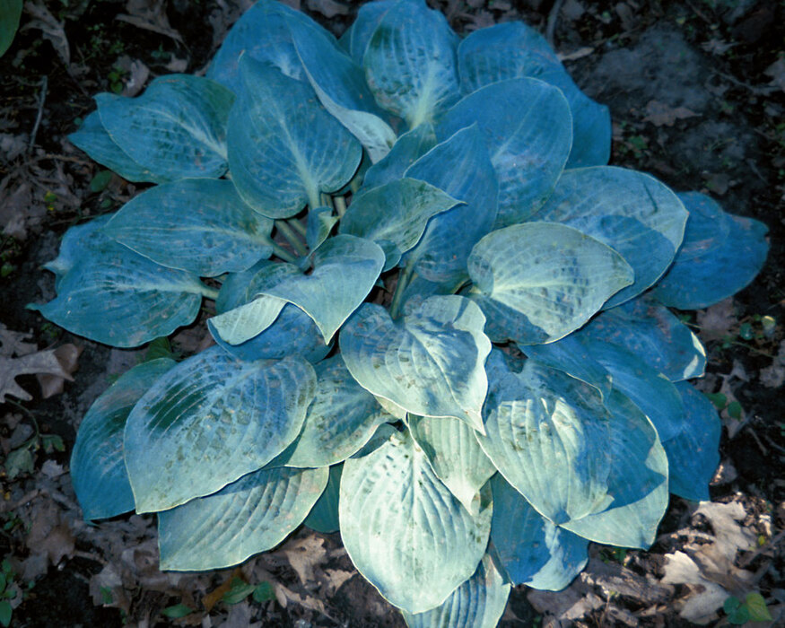 Hosta Moon Split | Bluestone Perennials