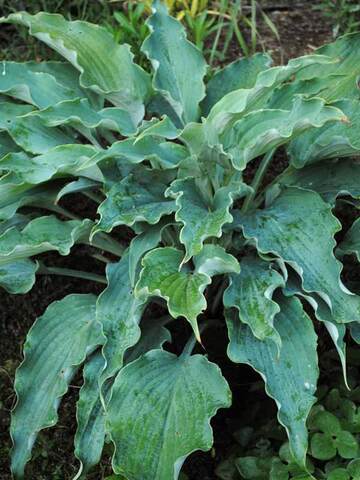 Hosta Neptune | Bluestone Perennials
