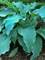Hosta Neptune -- Bluestone Perennials