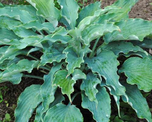 Hosta Neptune | Bluestone Perennials