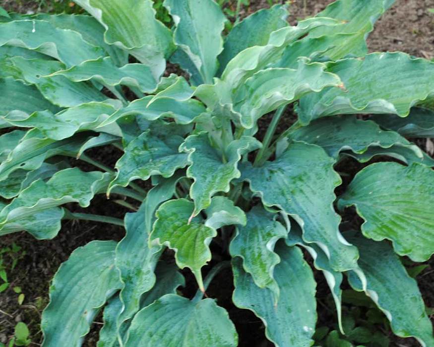 Hosta Neptune | Bluestone Perennials