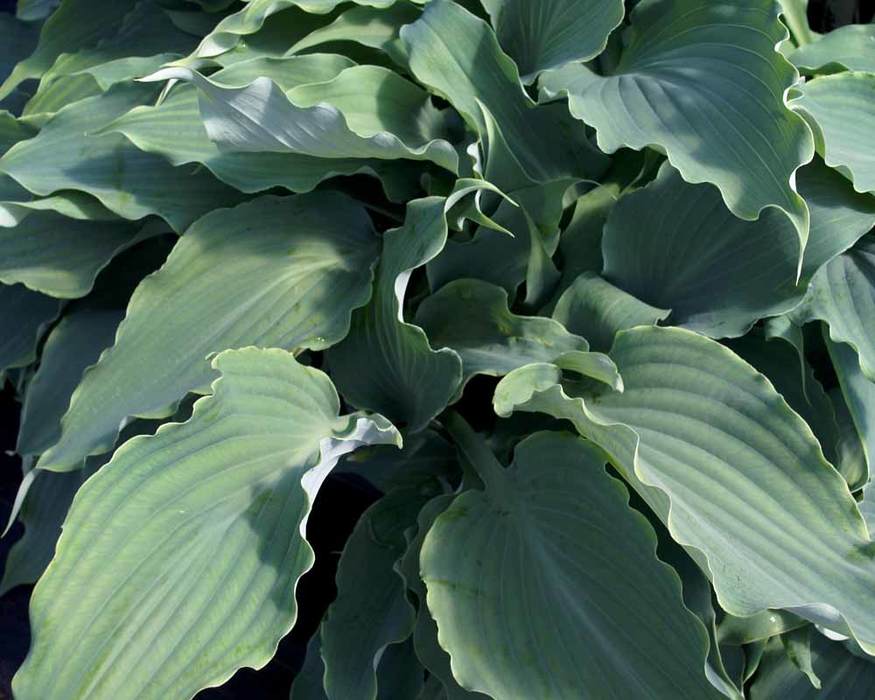 Hosta Neptune | Bluestone Perennials