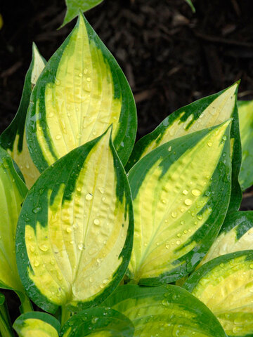 Hosta Orange Marmalade | Bluestone Perennials