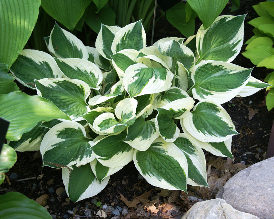 Hosta Patriot | Bluestone Perennials