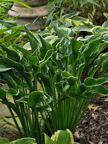 Product Viewer - Hosta Praying Hands