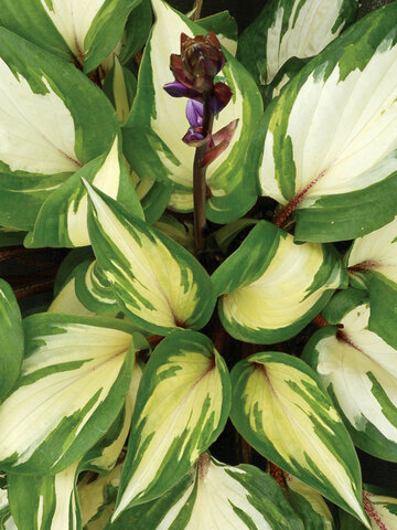 Hosta Raspberry Sundae | Bluestone Perennials