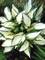 Hosta Remember Me -- Bluestone Perennials