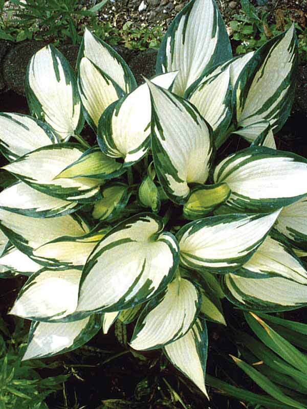 Hosta Remember Me | Bluestone Perennials