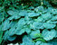 Hosta School Mouse -- Bluestone Perennials
