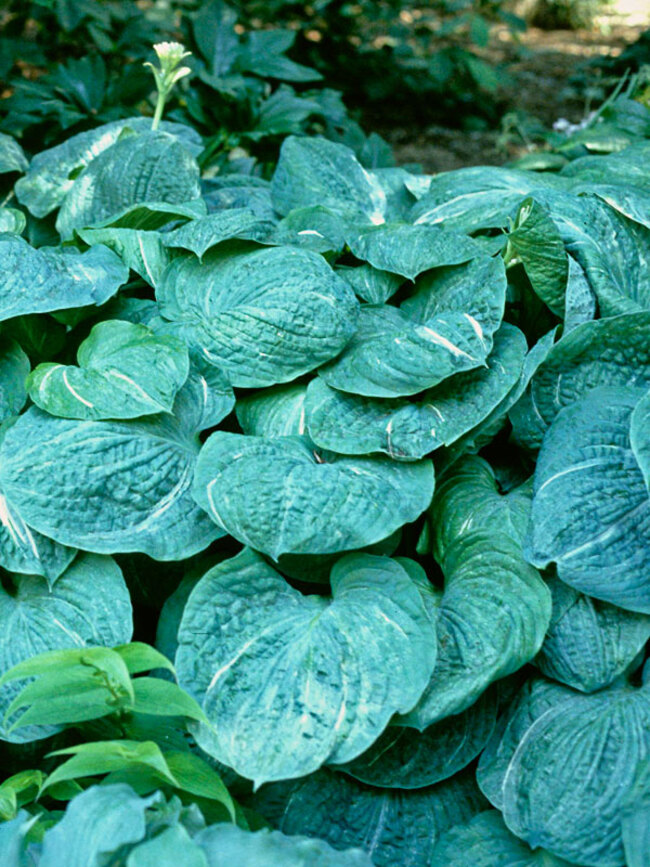 Hosta School Mouse | Bluestone Perennials
