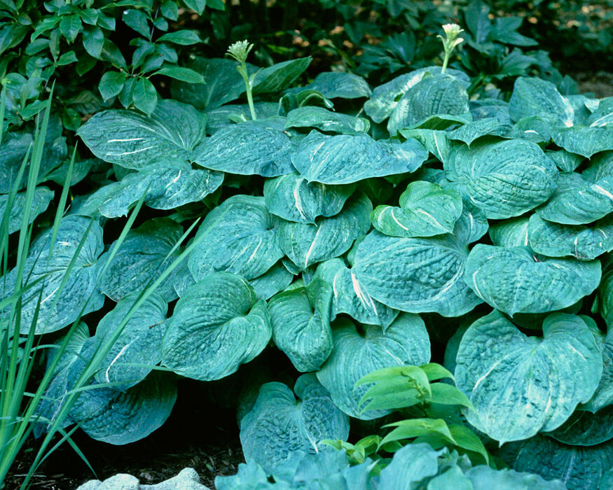 Hosta School Mouse | Bluestone Perennials